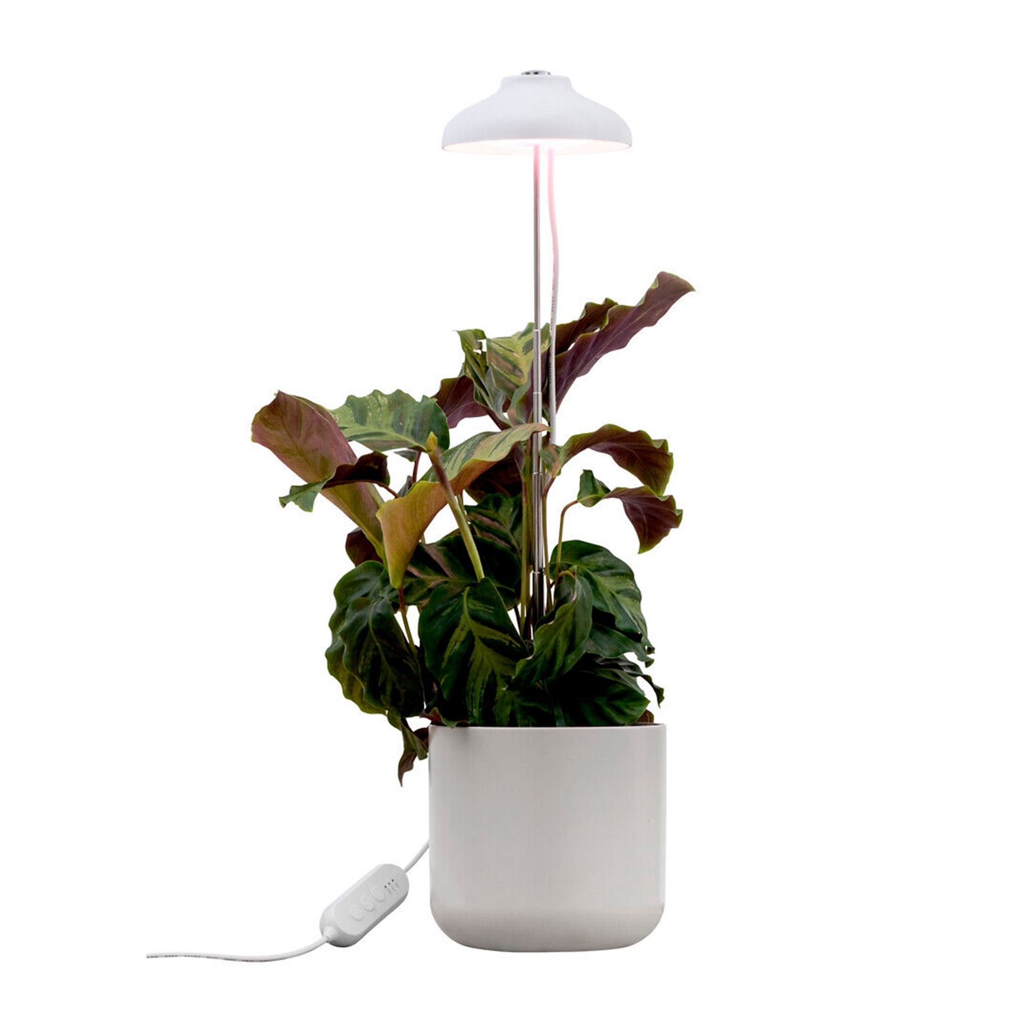 Växtlampa Airam Iris 240 Lm